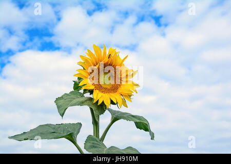 common sunflower (Helianthus annuus), cross section of the stem of ...