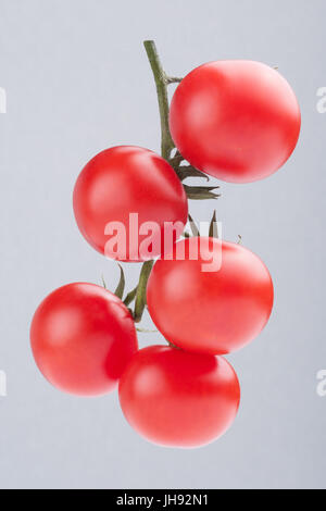 Studio shot of ripe branch of cherry tomatoes isolated on black ...