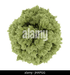 top view of common ash tree isolated on white background. 3d ...
