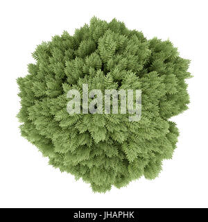 top view of white ash tree isolated on white background Stock Photo - Alamy