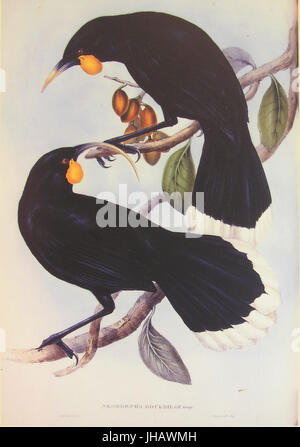 This illustration features extinct bird species, providing detailed ...