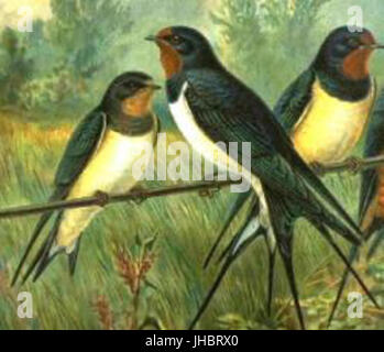 Hirundo rustica naumann Stock Photo - Alamy
