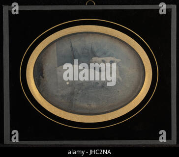 Jean-Gabriel Eynard (Swiss - (Study of a white foal Stock Photo - Alamy