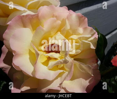 Soft Yellow Rose with Pink Edges Stock Photo - Alamy