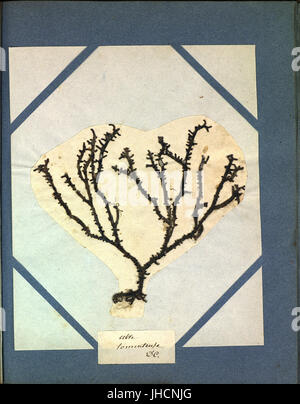 Thongweed (Himanthalia elongata) -button growth at base of clinging ...