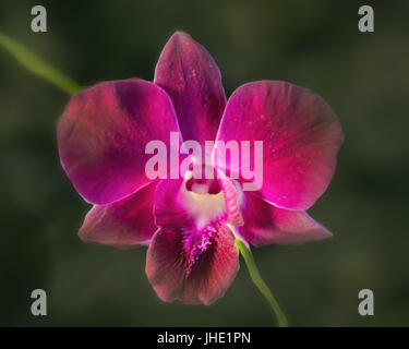 Flowers of Orchid Dendrobium Red Bull flower closeup Stock Photo - Alamy