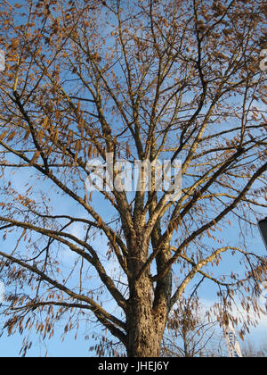 Turkish filbert Tree, Turkish hazel Corylus colurna Stock Photo - Alamy