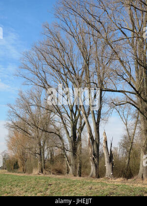 Populus x canadensis is a hybrid tree species commonly known as the ...