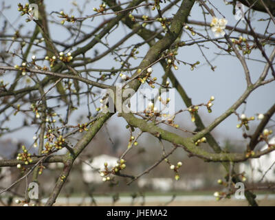 Prunus cerasifera, commonly known as the cherry plum, is a small tree ...
