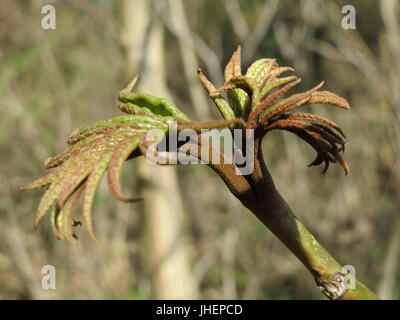 Plants and gardening Pterocarya fraxinifolia, Caucasian wingnut or ...