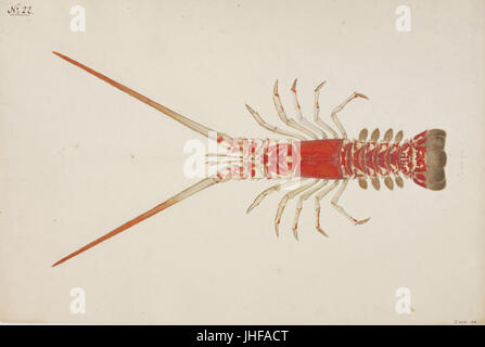 .66 - Linuparus trigonus - Kawahara Keiga - 1823 - 1829 - pencil ...