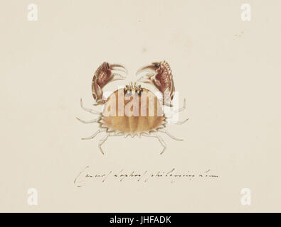 .83 - Matuta lunaris - Kawahara Keiga - 1823 - 1829 - pencil drawing ...