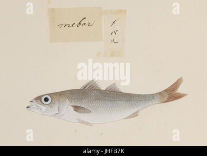 Naturalis Biodiversity Center RMNH.ART.520 Scombrops boops Kawahara ...