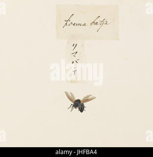 The Japanese Carpenter Bee, Xylocopa appendiculata circumvolans, on ...