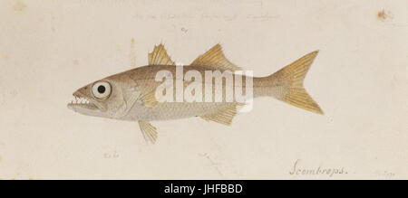 .603 - Scombrops boops (Houttuyn) - Kawahara Keiga - 1823 - 1829 ...