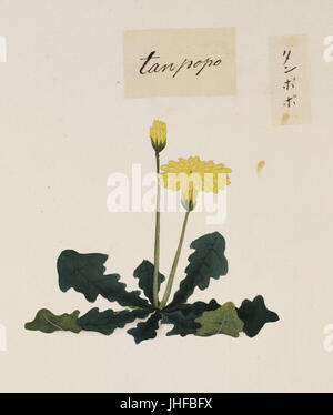 Kawahara Keiga's 1823-1829 watercolor and pencil drawing of *Ilisha ...