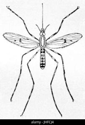 Meyers Culiseta annulata Stock Photo - Alamy