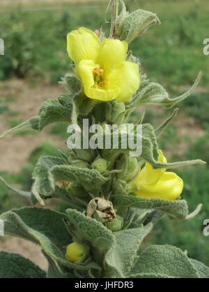 Verbascum thapsus Mullein plant. Yellow flower Stock Photo - Alamy