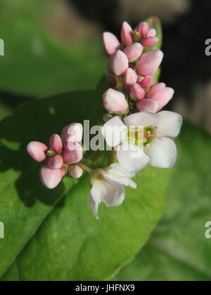 Buckwheat Fagopyrum esculentum cover crop field bloom plant detail lacy ...