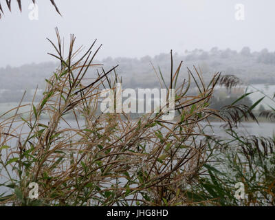 Great Willowherb (epilobium hirsutum), also known as Codlins and Cream ...