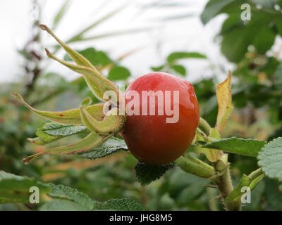 A photograph or botanical study of Rosa rugosa, commonly known as the ...