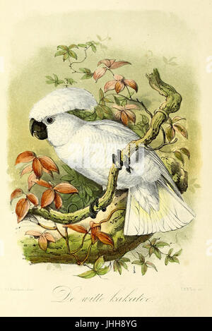 Keulemans Onze vogels 1 03 Stock Photo - Alamy