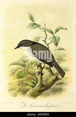 Keulemans Onze vogels 1 21 Stock Photo - Alamy