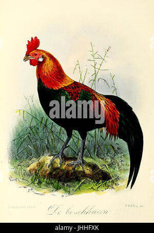 Keulemans Onze vogels 3 55 Stock Photo - Alamy