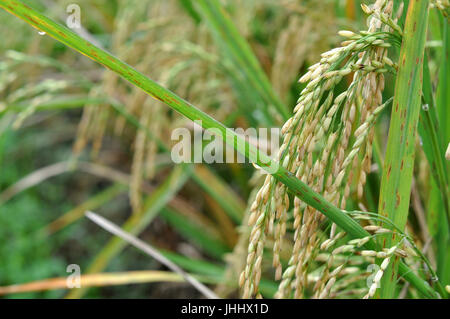 Extreme closeup of rice paddy with lush green sprouts ready for harvest ...