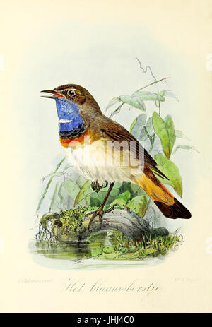 Keulemans Onze vogels 1 26 Stock Photo - Alamy