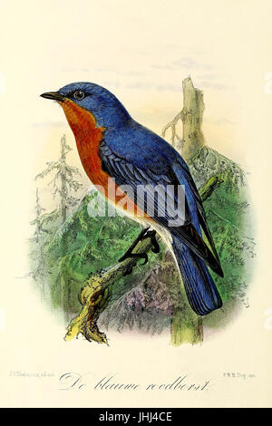 Keulemans Onze vogels 1 27 Stock Photo - Alamy