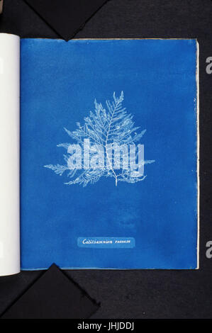 Calithamnion roseum.; Calithamnion roseum Stock Photo - Alamy