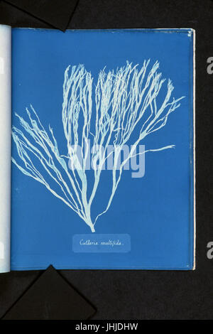 Cutleria Multifida; Seaweed Stock Photo - Alamy