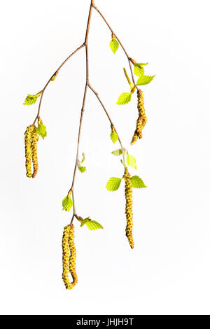 birch branch with buds earrings. spring awakening of nature. Spring ...