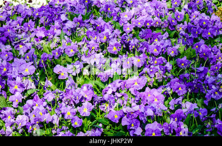 Yellow pansee flowers blooming at the park in springtime Stock Photo ...
