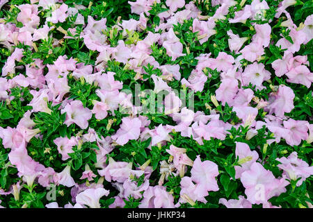 Yellow pansee flowers blooming at the park in springtime Stock Photo ...