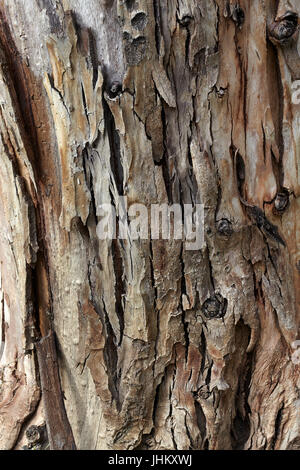 Abstract color image. Wet bark old apple tree Stock Photo - Alamy