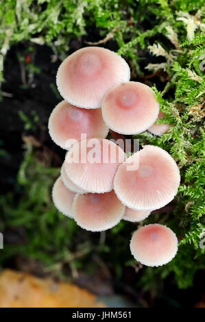 Mycena haematopus Bleeding Mycena Stock Photo - Alamy