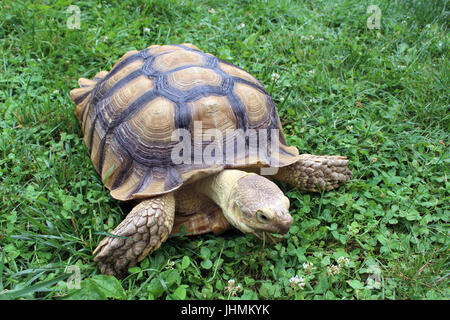 New York, US. 17th June, 2017. The african spurred tortoise, Henry ...