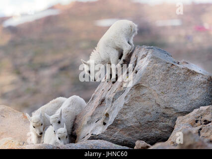 "Look out below!" Baby mountain goat try out their new rock climbing ...