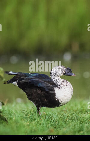 Knob-billed Duck (Sarkidiornis melanotos) or Comb Duck bathing Stock ...