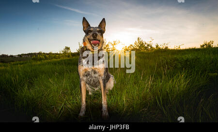 Australian Cattle Dog playing at a city park, Calgary Alberta, Canada ...