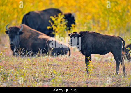 Wood bison/buffalo (Bison bison athabascae) Roadside bull in autumn ...