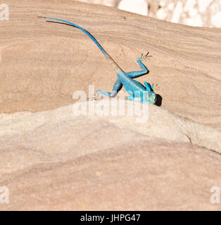 Blue Sinai lizard in Petra Stock Photo - Alamy