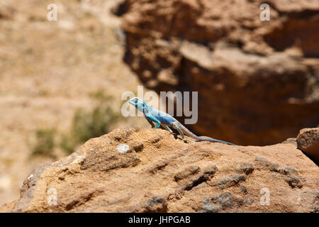 Blue Sinai lizard in Petra Stock Photo - Alamy