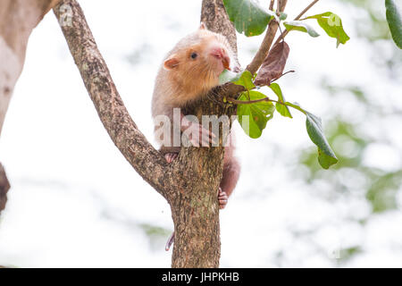 Lesser Bamboo Rat in nature, Thailand (Cannomys badius Stock Photo - Alamy