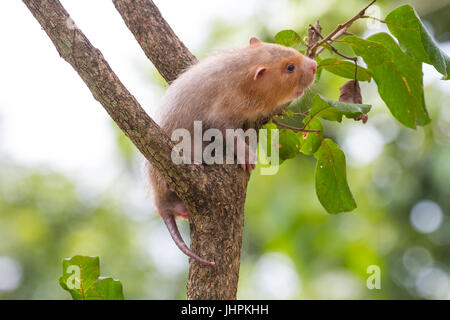 Lesser Bamboo Rat in nature, Thailand (Cannomys badius Stock Photo ...