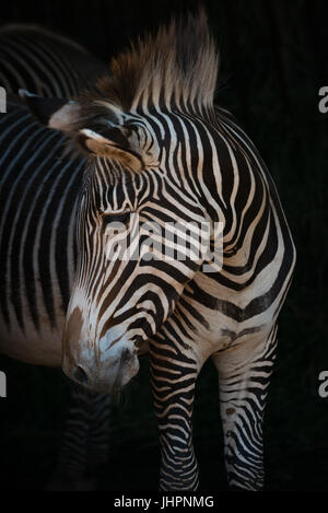 Close-up of Grevy zebra turning head right Stock Photo - Alamy