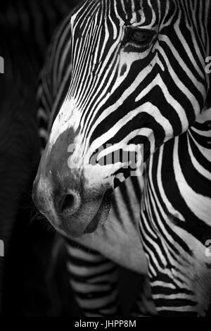 Mono close-up of head of Grevy zebra Stock Photo - Alamy