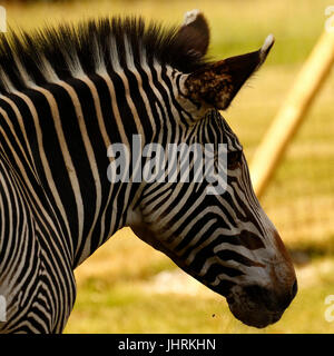 Rare Grévy's Zebra, an endangered species is the largest of all wild ...